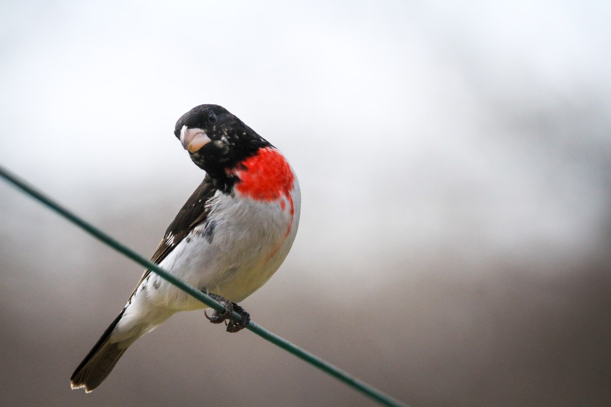 The Guelph Bird-safe Window Initiative – Education and action toward ...