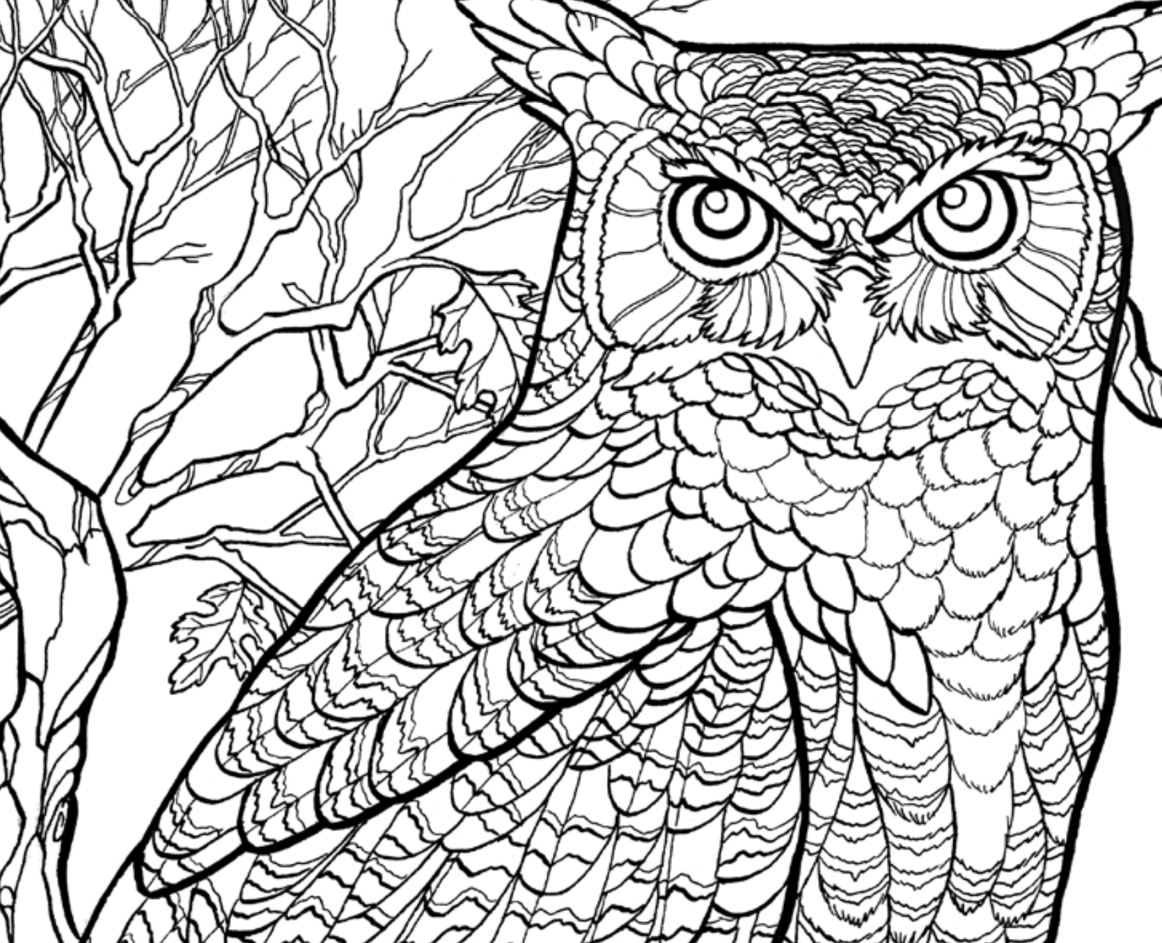 School Programs: Resources – The Guelph Bird-safe Window Initiative