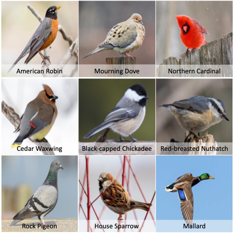School Programs: Resources – The Guelph Bird-safe Window Initiative
